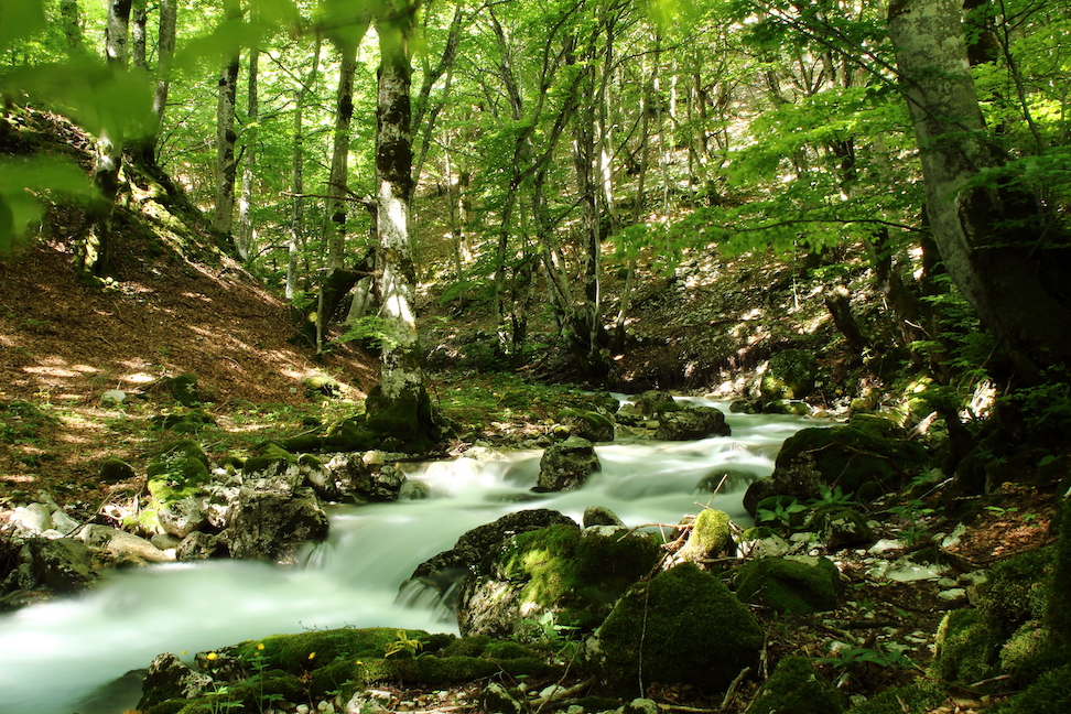 FSC certification online | Accredited forestry training courses