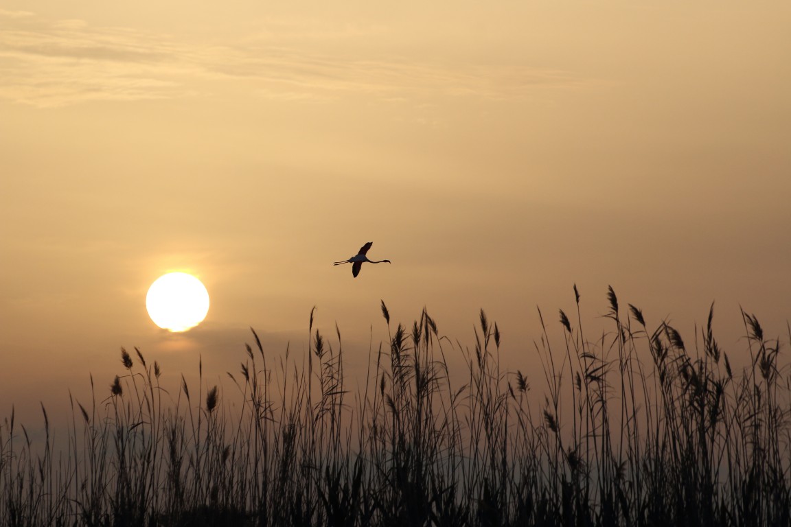 FSC certification online | Accredited forestry training courses